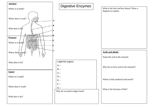 Digestion and enzymes revision mat | Teaching Resources