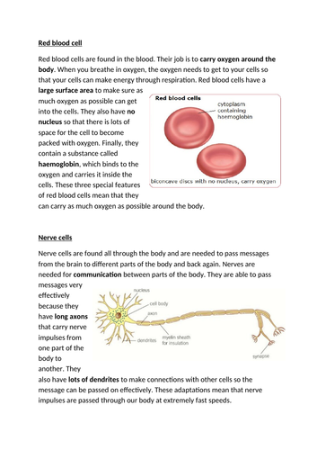 Specialised animal cells | Teaching Resources