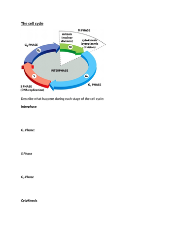 The cell cycle | Teaching Resources