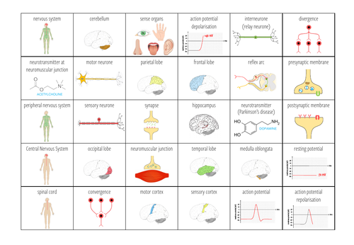 Nervous System - Bingo (KS4/5) | Teaching Resources