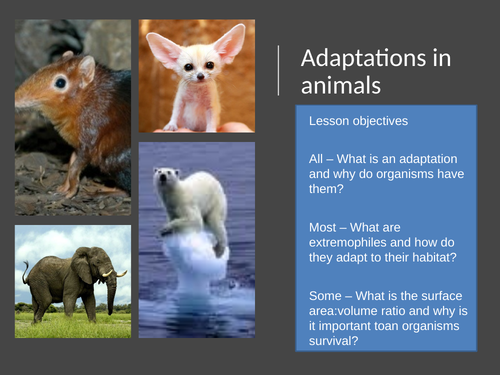 Adaptation and evolution in animals [AQA NEW SPEC] 2020/2021 | Teaching ...