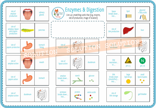 Enzymes and digestion - Digital Card sort (KS3/4) | Teaching Resources