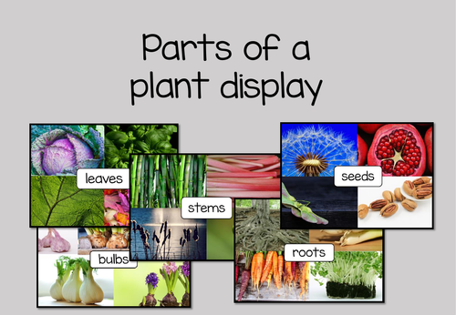 Parts of a plant display | Teaching Resources