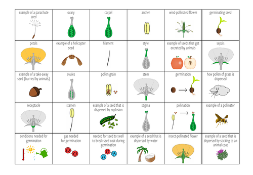 The Flower and Plant Reproduction - Bingo (KS2/3) | Teaching Resources