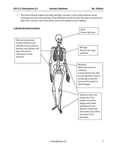 IGCSE Year 7 Biology - Humans as Organisms | Teaching Resources
