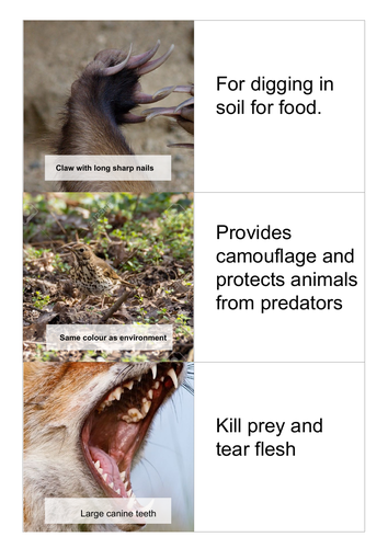 Food chains, adaptations and Interdependence cards. | Teaching Resources