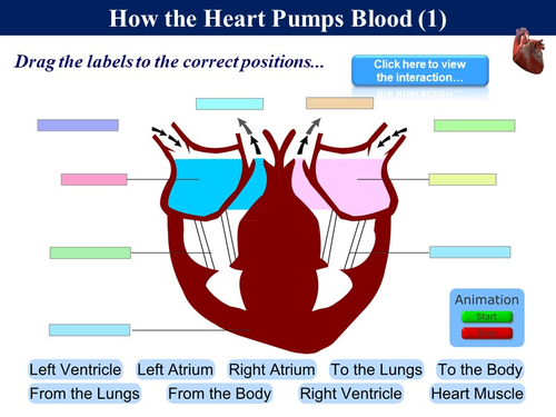 Bio2.7 The Heart | Teaching Resources
