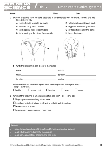 Male & Female Reproductive Systems | Teaching Resources