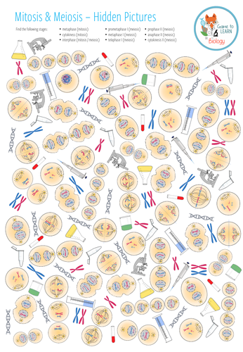 Mitosis & Meiosis - Hidden Pictures (KS4/5) | Teaching Resources