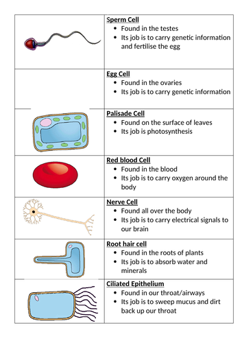 Specialised Cells | Teaching Resources