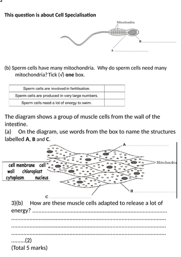 Specialised Cells | Teaching Resources