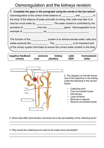 Edexcel Biology revision worksheets (T7 - Animal coordination, control ...