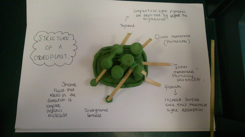 A Level Biology Chloroplast Structure Lesson & Activities | Teaching ...