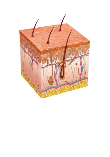 IB SEHS - Topic 7 - Further Anatomy (HL) | Teaching Resources