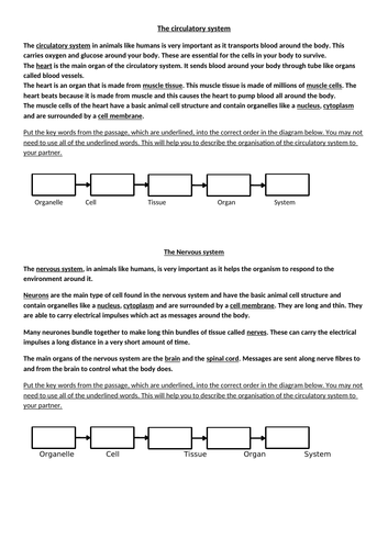All Systems Go (Levels of Organisation) | Teaching Resources