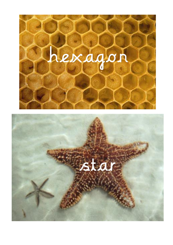 Shapes in Nature | Teaching Resources