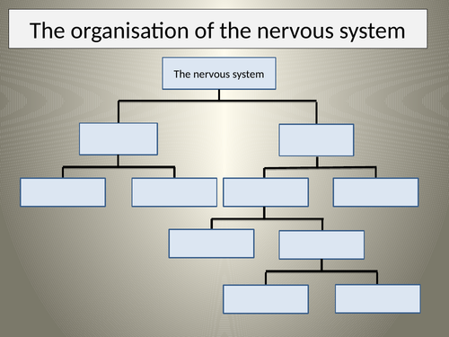 Sensory, relay and motor neurones (Edexcel Int. A-level Biology ...
