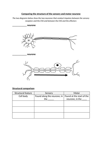 Sensory, relay and motor neurones (Edexcel Int. A-level Biology ...