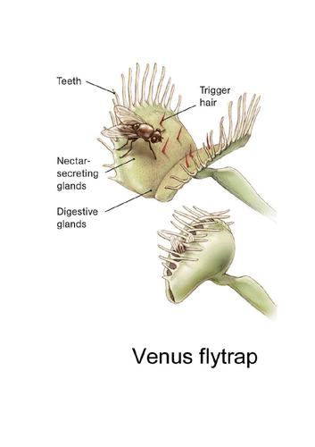 Venus Flytrap Descriptive Writing | Teaching Resources
