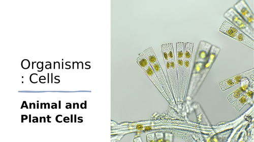 KS3 Organisms : Cells : Lesson 1 : Animal and Plant Cells | Teaching ...