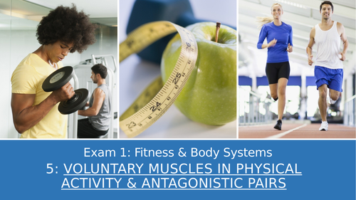 GCSE PE Edexcel 5: Voluntary muscles & antagonistic pairs | Teaching ...