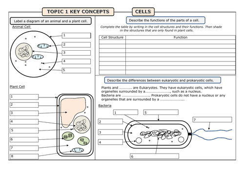cell structure eukaryotes prokaryotes | Teaching Resources