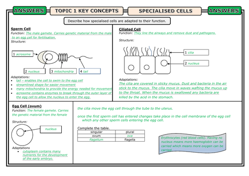 Specialised Cells | Teaching Resources