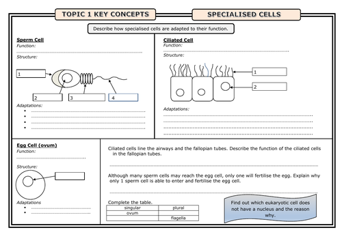 Specialised Cells | Teaching Resources