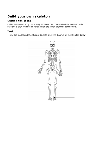 Year 7 Body Systems - Ppt and worksheets | Teaching Resources