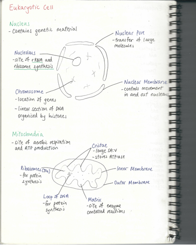 AS Biology Notes - Cell Organelles | Teaching Resources