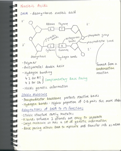 AS Biology - Nucleic Acids & Nucleotides | Teaching Resources