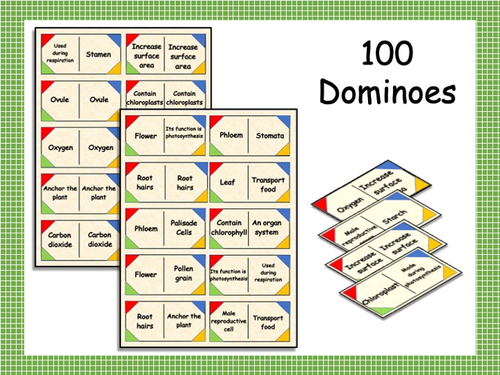 Plant Anatomy and Photosynthesis Dominoes Game KS3 | Teaching Resources