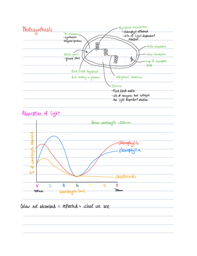 A Level Biology Notes - Photosynthesis | Teaching Resources