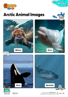 Meet Nigel's Friends in the Arctic: EYFS Lesson Plan | Teaching Resources