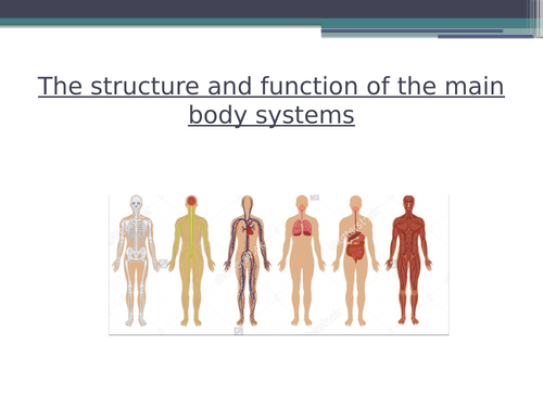Body Systems - Physical Education | Teaching Resources
