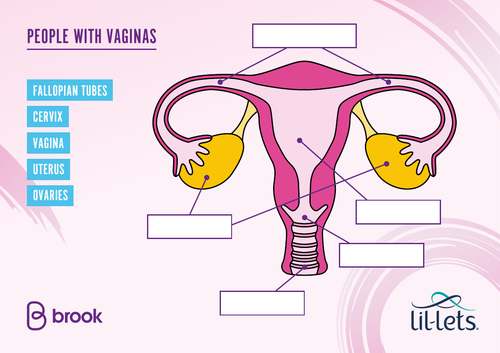 Puberty: Reproduction and periods activity | Teaching Resources