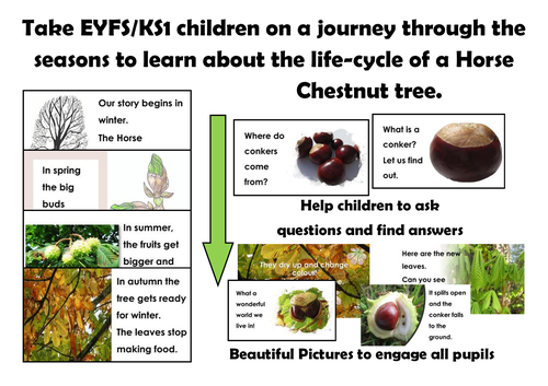 Horse Chestnut Tree Life Cycle PowerPoint EYFS and KS1 | Teaching Resources