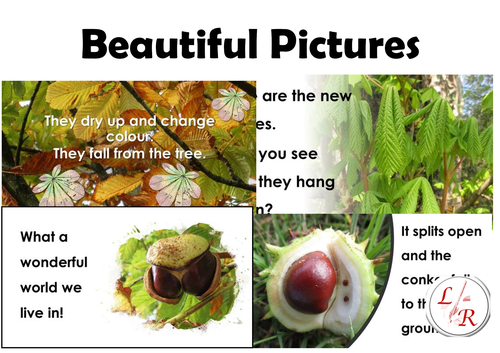 Horse Chestnut Tree Life Cycle PowerPoint EYFS and KS1 | Teaching Resources