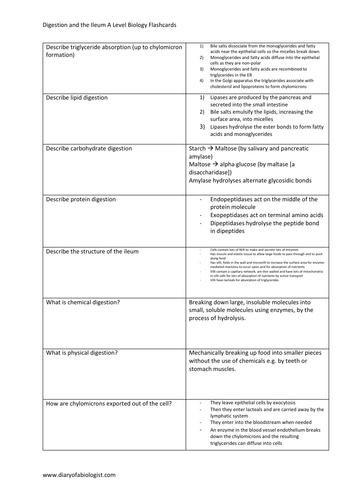 Flashcards AQA Digestion A Level Biology | Teaching Resources