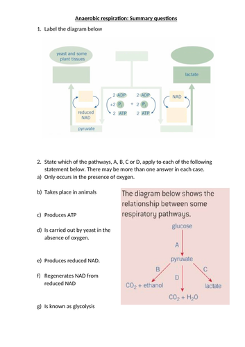 AQA A-Level-new specification-Anaerobic Respiration-Section 5 ...
