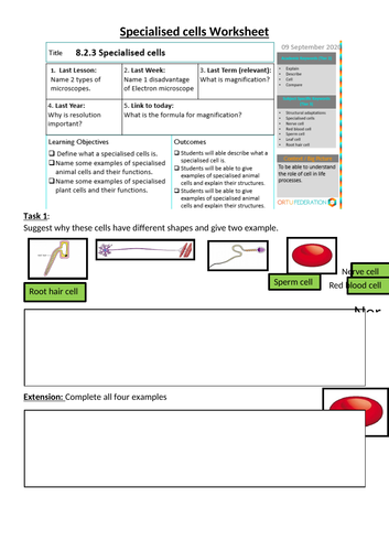 KS3 specialized cells | Teaching Resources
