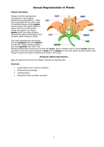 Flower Dissection Worksheet | Teaching Resources