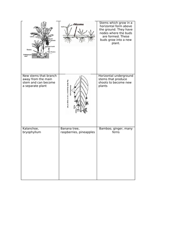 Mod 5 - Asexual Reproduction in Plants | Teaching Resources