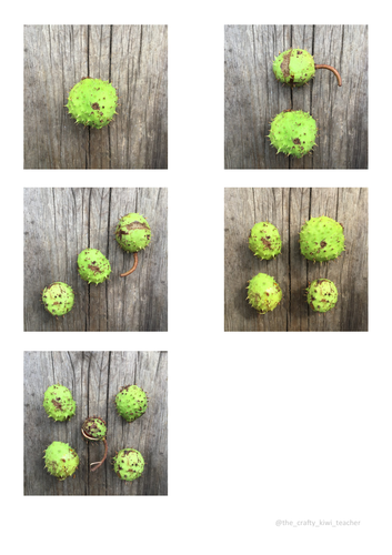 Conker counting images to download-subitise with Autumn! | Teaching ...