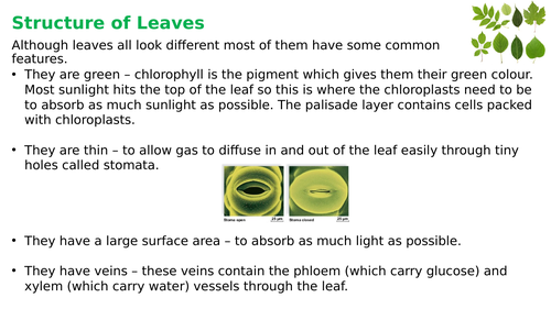 Leaves KS3 Activate Science | Teaching Resources