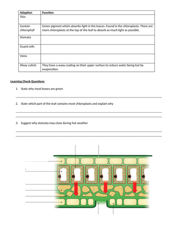 Leaves KS3 Activate Science | Teaching Resources