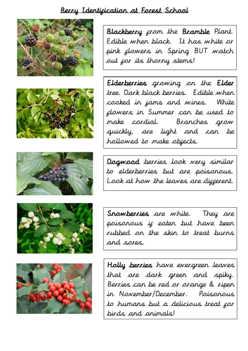 Berry Identification - Autumn - Forest School | Teaching Resources
