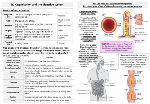 B3Organisation and the digestive system Knowledge Organiser | Teaching ...