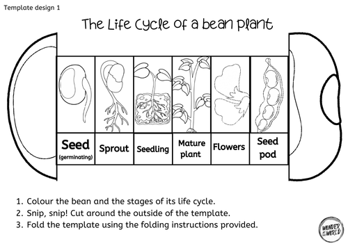 Life cycle of a bean plant foldable | Teaching Resources