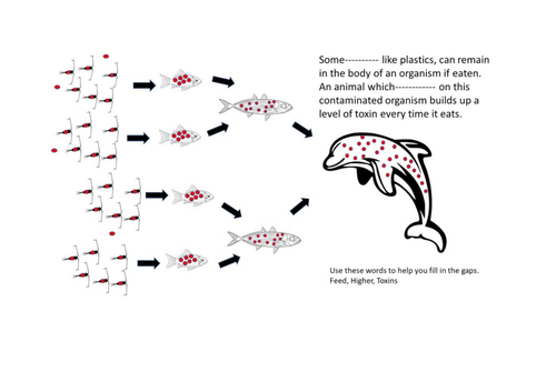 KS3 foodwebs, bioaccumulation and plastic pollution | Teaching Resources